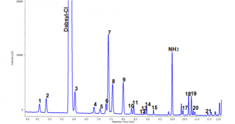 High Speed Analysis of Dabsyl Amino Acids in Collagen using UHPLC - JASCO