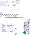 HPLC Separation Modes - JASCO